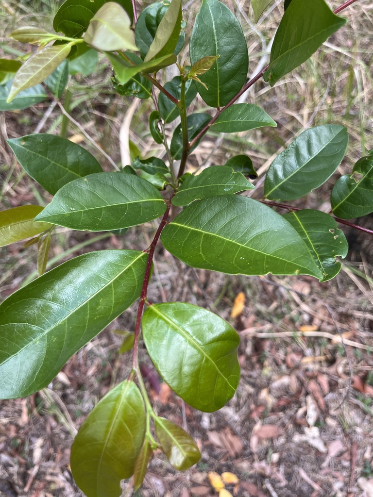 Cheese Tree from Mt Coot-tha Forest, Mount Coot-Tha, QLD, AU on ...