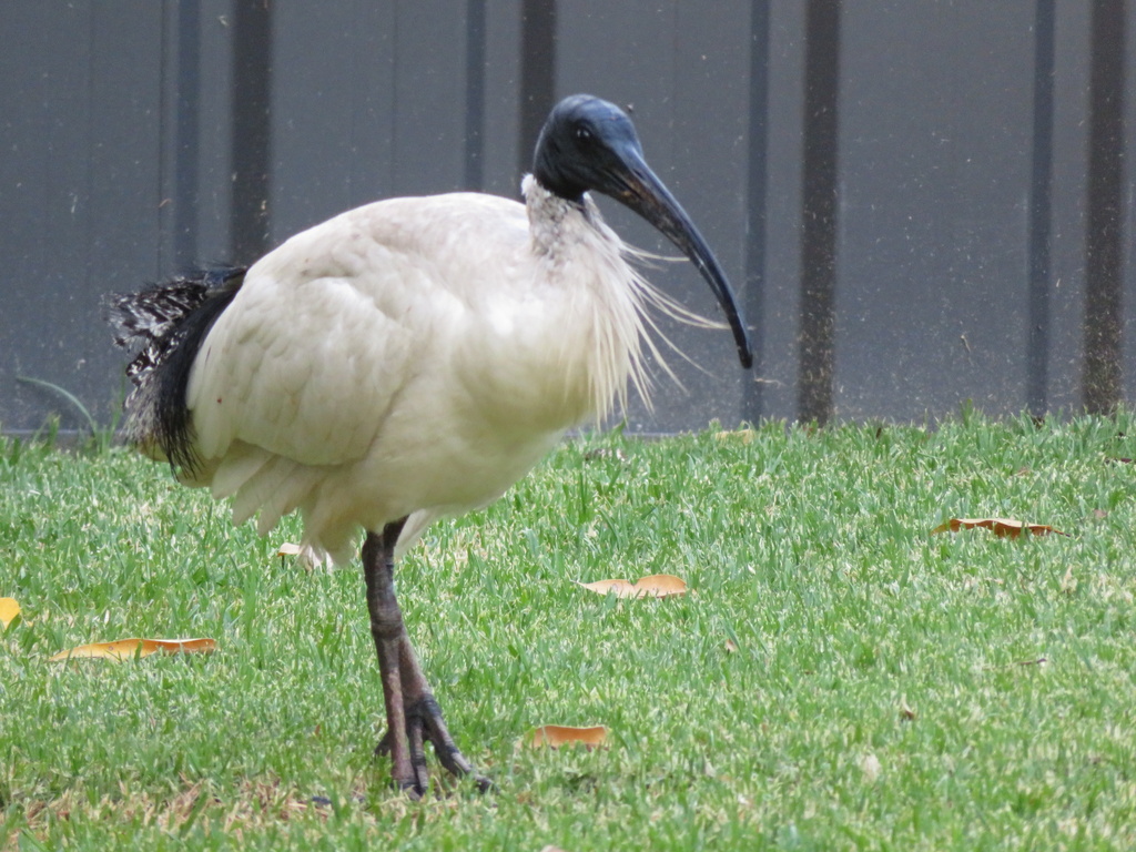 Australian White Ibis from Rosea Cl, Maida Vale, WA, AU on November 12 ...
