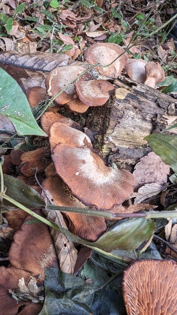 bear lentinus from 日本、〒285-0841 千葉県佐倉市下志津 佐倉里山自然公園 on November 18, 2023 ...