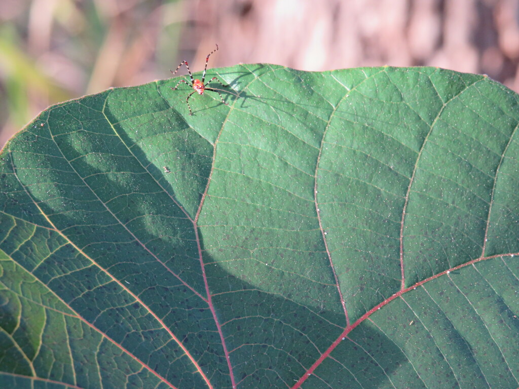 Insects from Brisbane QLD, Australia on November 18, 2023 at 05:12 PM ...