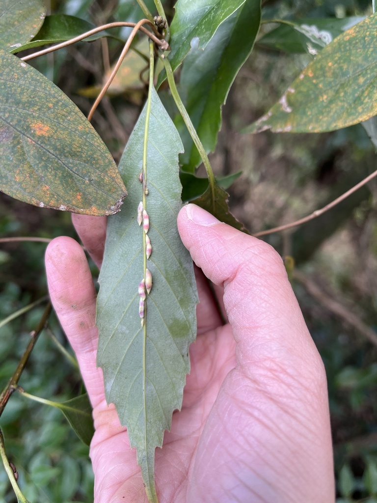 Insects from 臺灣島, 石碇區, NWT, TW on November 18, 2023 at 12:49 PM by 何小花 ...
