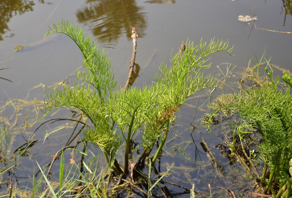 Water Fern from Kodamthuruth, Kerala, India on November 13, 2023 at 10: ...