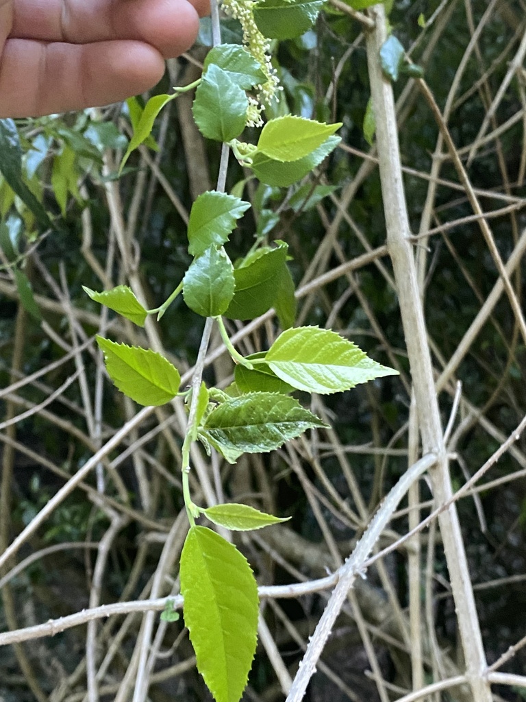 whalebone tree from Bowman, NSW, AU on November 18, 2023 at 06:24 PM by ...