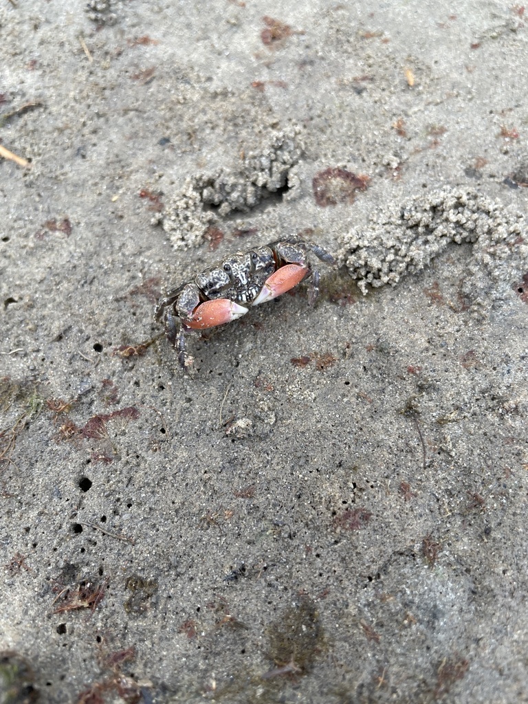 Semaphore Crab from Pelican Island, Port Macquarie, NSW, AU on November ...