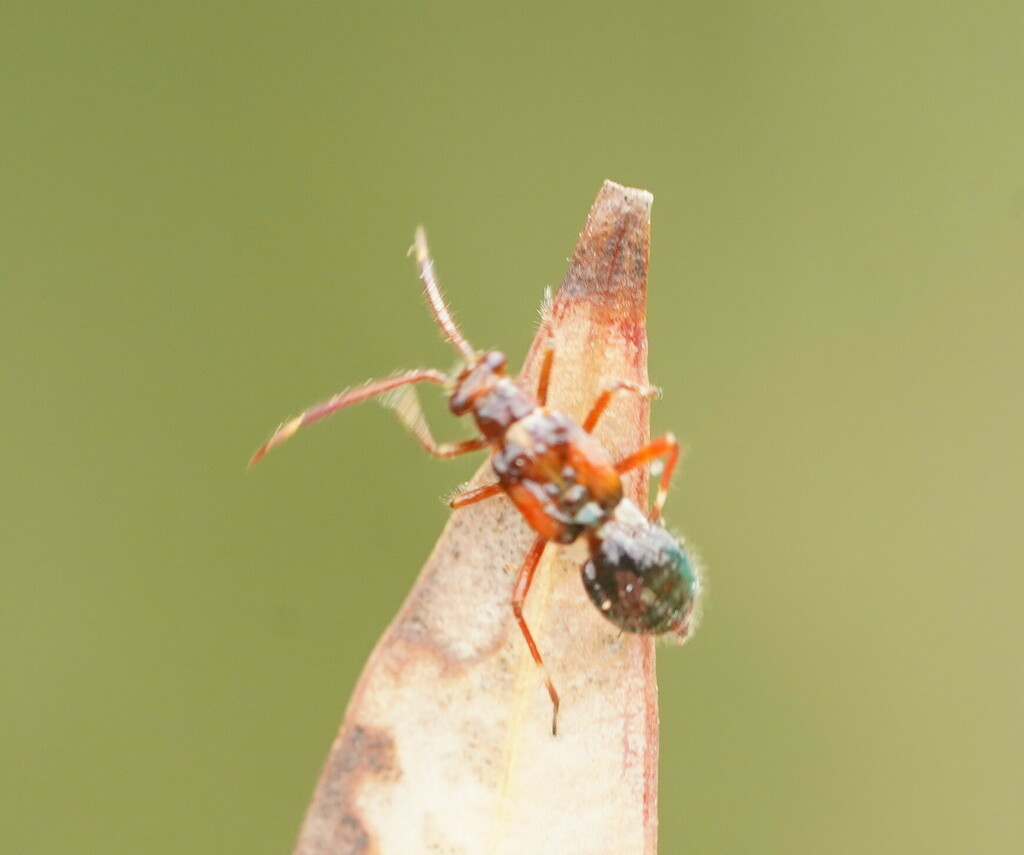 Plant Bugs from Melbourne VIC, Australia on November 17, 2023 at 02:52 ...