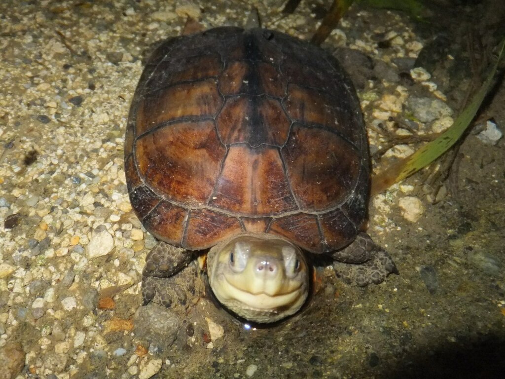 Ryukyu Yellow Pond Turtle in March 2013 by hakkahamushi · iNaturalist