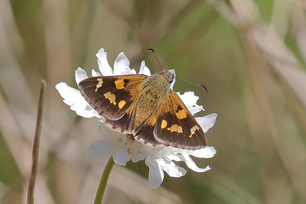 Varied Sedge-Skipper from Inman Valley SA 5211, Australia on November ...