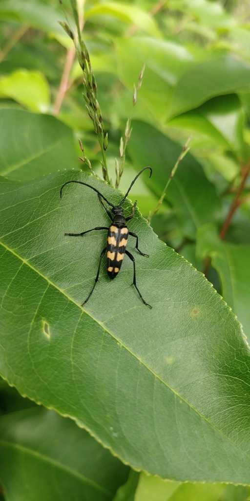four-banded longhorn beetle from 49824 Ringe, Duitsland on July 29 ...