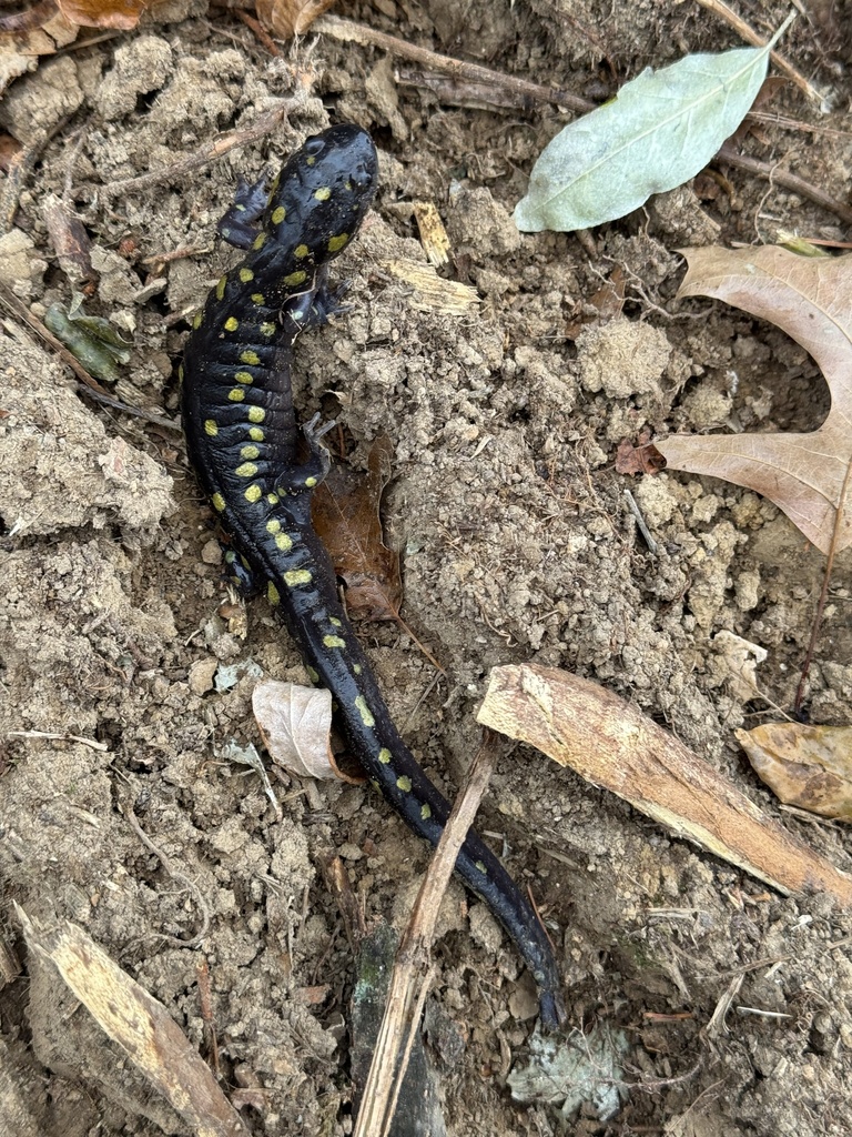 Spotted Salamander from New Castle, PA, US on November 17, 2023 at 11: ...