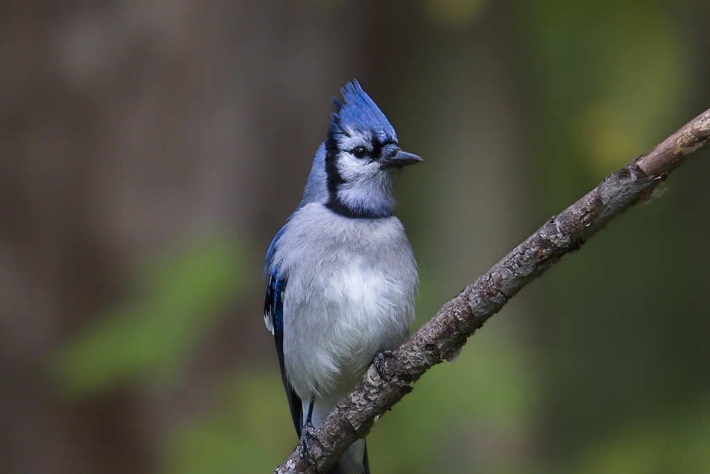 Blue Jay from Ithaca, NY, USA on October 4, 2020 at 12:12 PM by ...