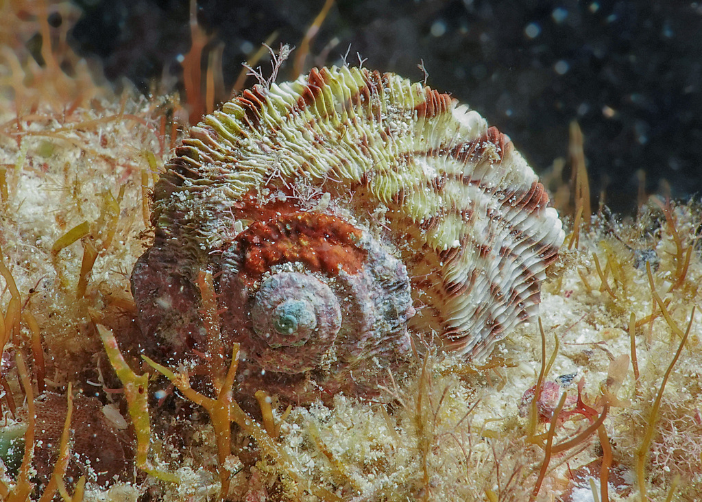 Rough turban shell from Rottnest Island, WA, Australia on November 15 ...