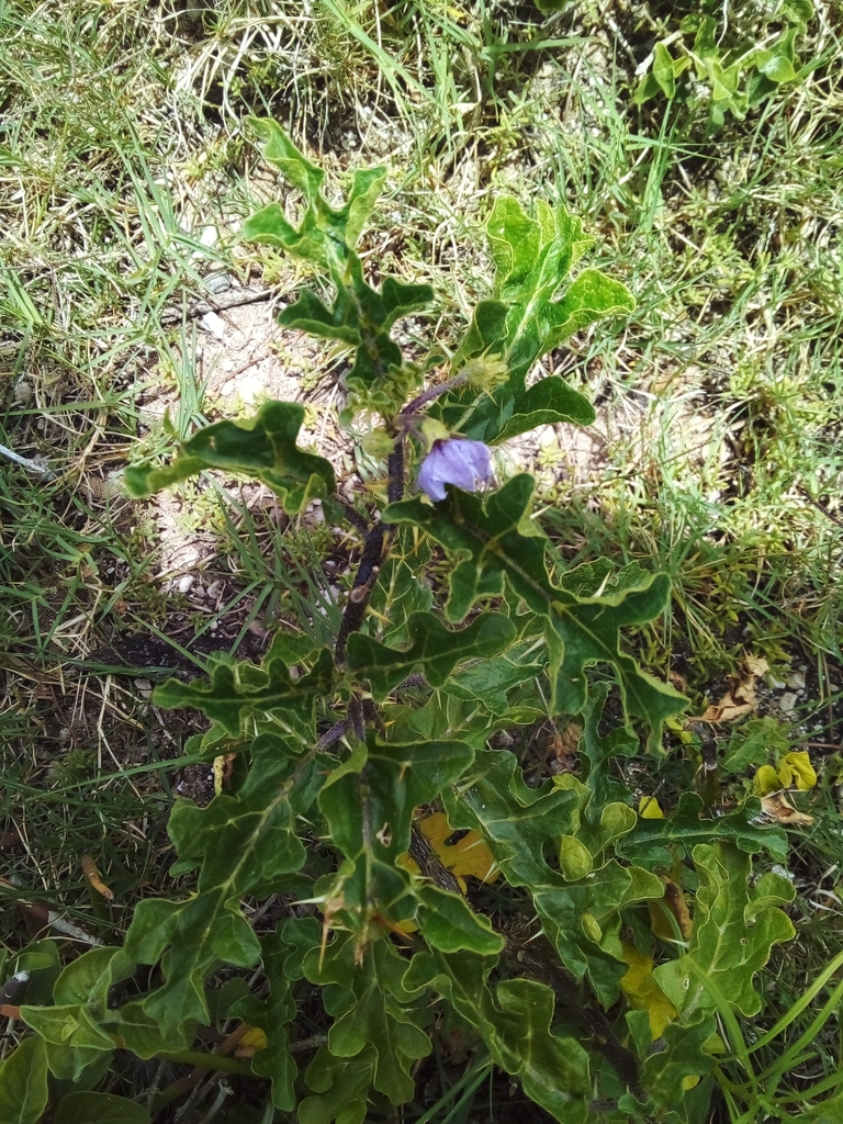 Yellow Bitter-apple from Still Bay West, Still Bay, 6674, South Africa ...