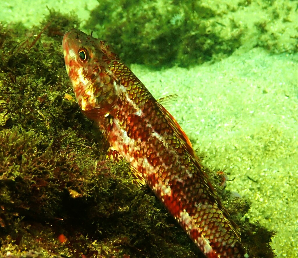 Sergeant Baker from Sydney NSW, Australia on November 9, 2023 at 12:47 ...