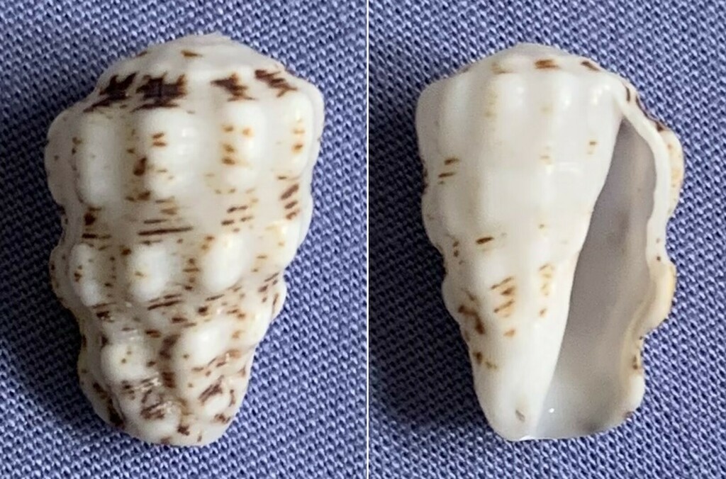 Atlantic Morum in May 2017 by vrebizant. 15.5 mm long · iNaturalist