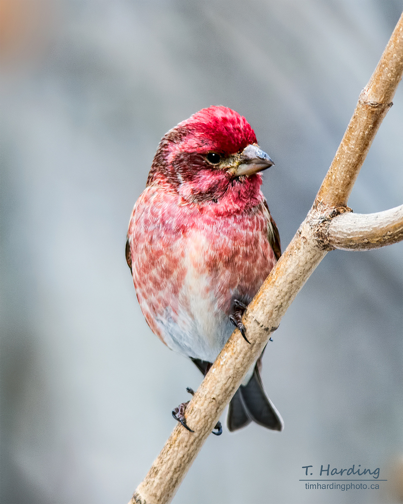 Purple Finch (Birds of Overton Park's Old Forest, Memphis, TN ...
