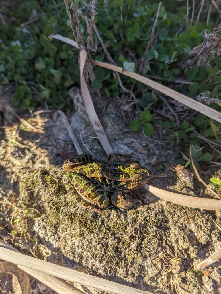 Northern Leopard Frog in November 2023 by Mia Yeager · iNaturalist