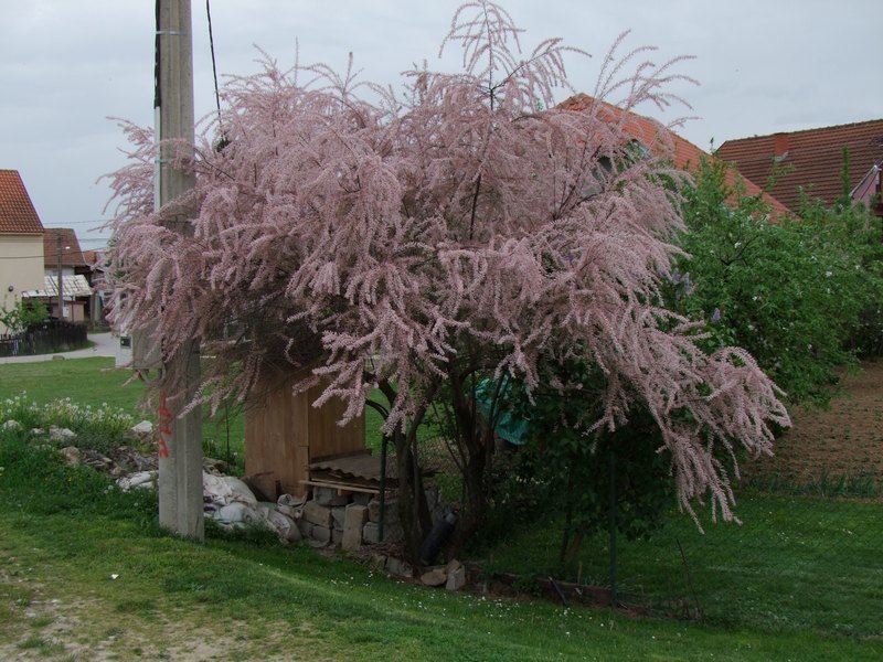 Small-flowered Tamarisk (Noxious Weeds of Colorado) · iNaturalist