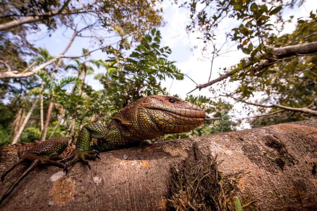 Northern Caiman Lizard from Parinari District, 16570, Peru on April 11 ...