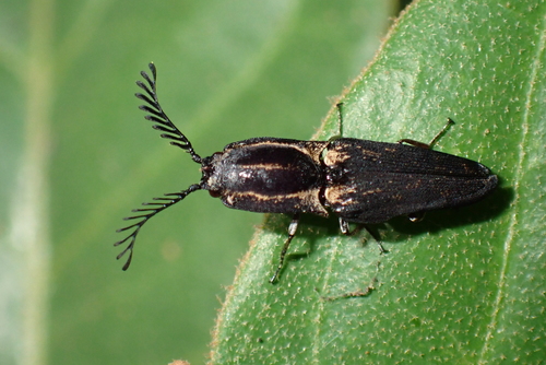 Lycoreus glauca · iNaturalist Mexico