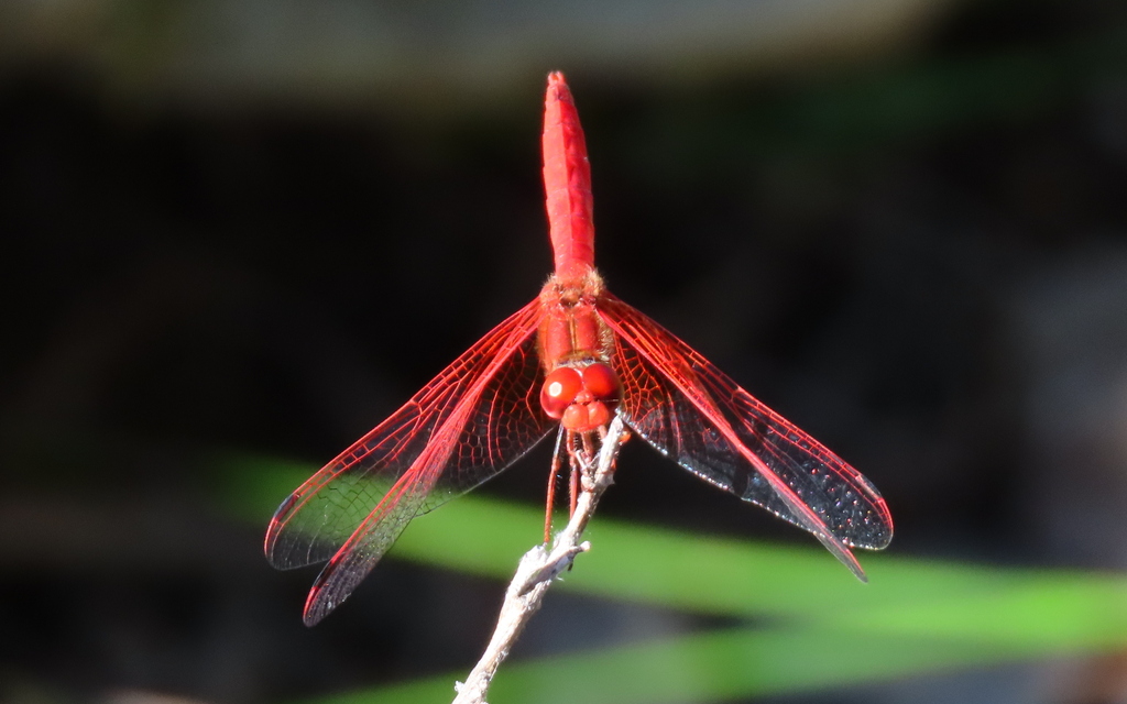 Orange-winged Dropwing from Koetzerskraal Platanna Pool on November 17 ...