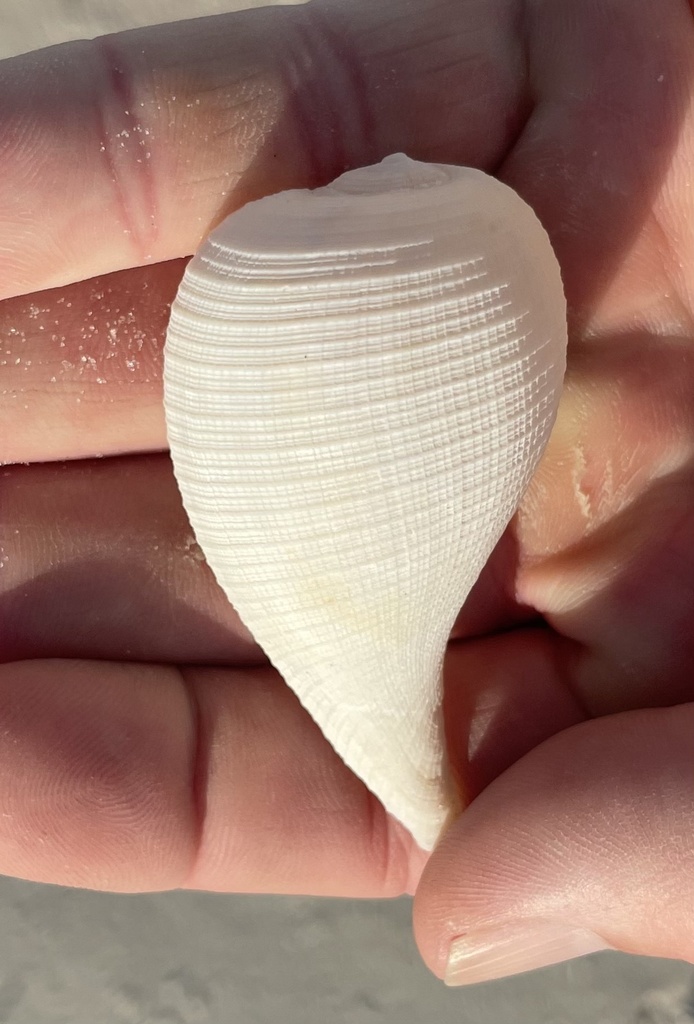 Atlantic Fig Snail from North Atlantic Ocean, FL, US on November 18 ...
