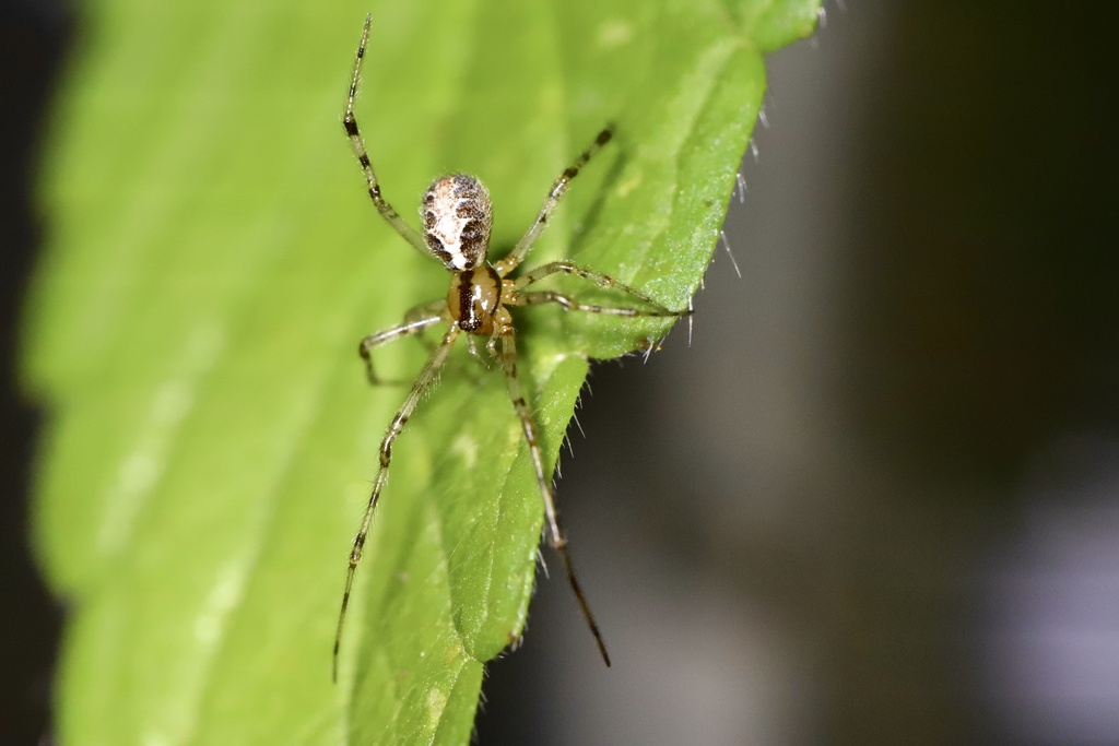 Typical Cobweb Spiders from 怀柔区, 北京市, CN on July 28, 2023 at 05:49 PM ...