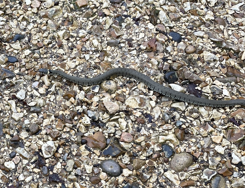 barred grass snake from Pamber Forest, Tadley, England, GB on November ...