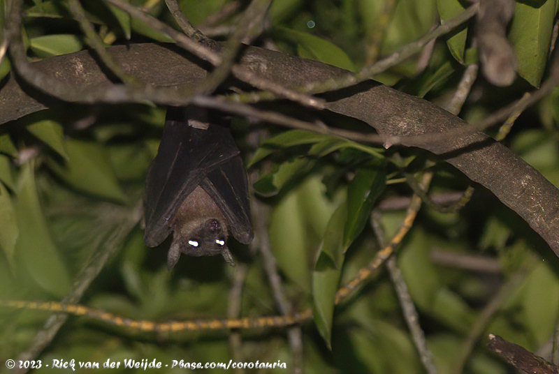 Lesser Dawn Bat from Pasir Ris, Singapore on August 15, 2023 at 11:40 ...