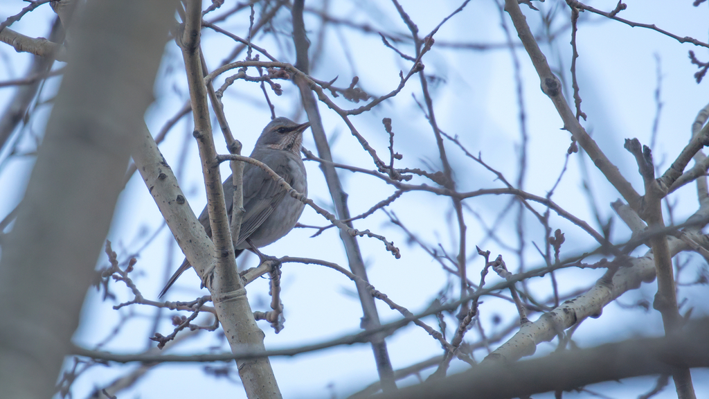 Red-throated Thrush from 中国北京市门头沟区 on November 18, 2023 at 10:06 AM by ...