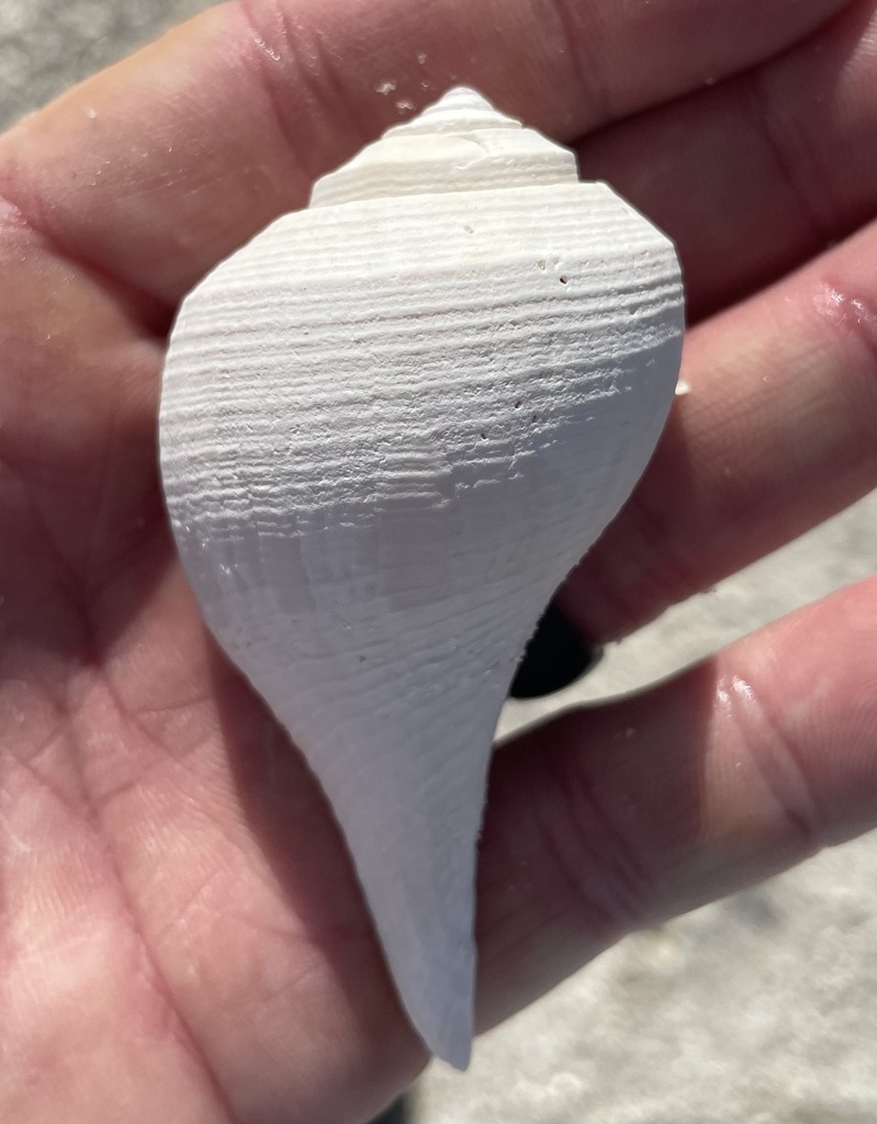 Florida Pear Whelk from North Atlantic Ocean, FL, US on November 18 ...