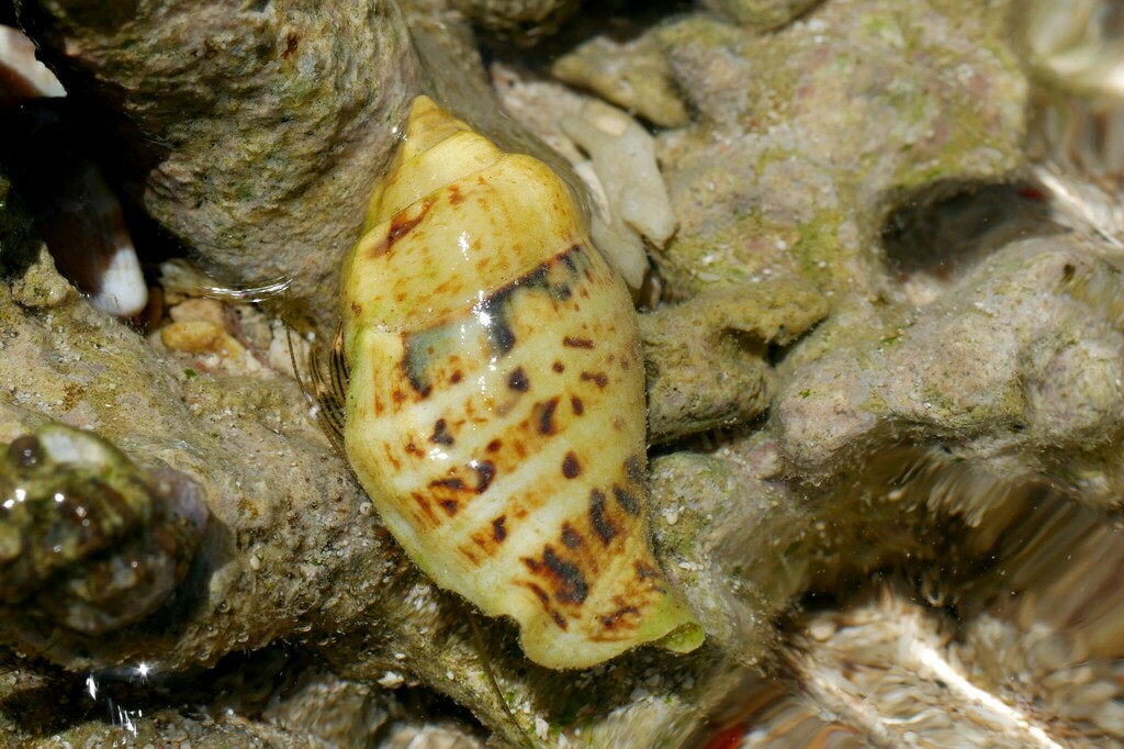Gibbose Stromb from Nadroga-Navosa, Fiji on October 15, 2023 at 11:23 ...