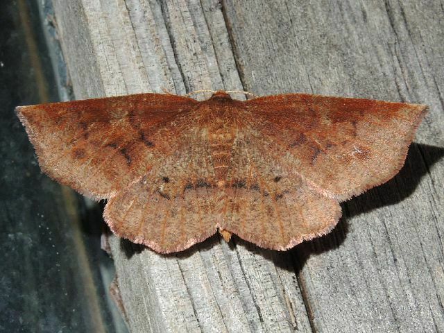 Ruddy Metarranthis Moth from Jamaica Bay Wildlife Refuge, Queens, NY ...
