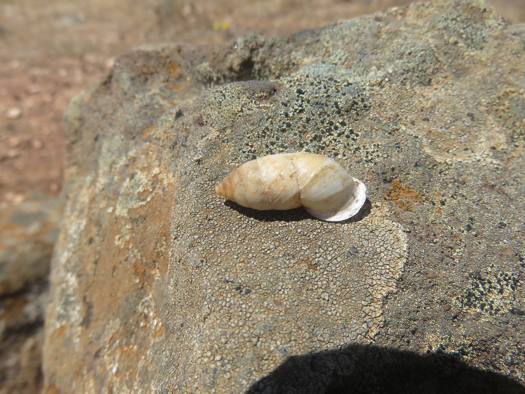 Napaeus (Especies en Peligro Crítico de Canarias) · iNaturalist