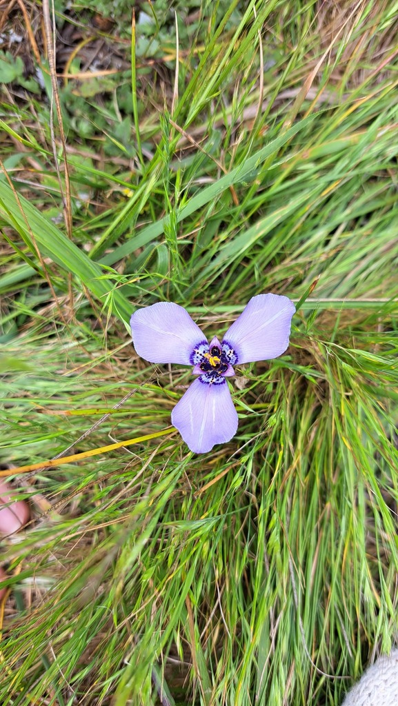 Prairie Nymph from Talcahuano, Bío Bío, Chile on November 10, 2023 at ...