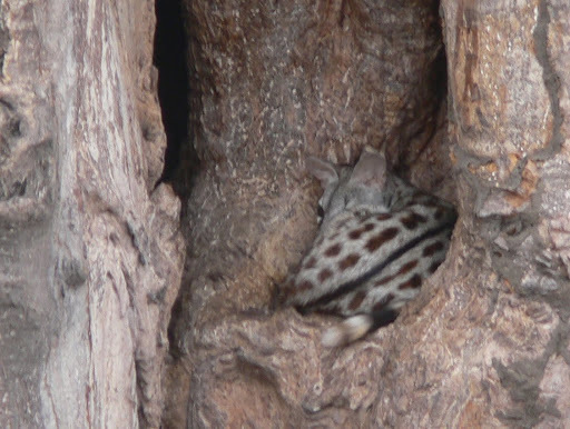 Northern Small-spotted Genet from Tarangire NP, Tanzania on October 19 ...