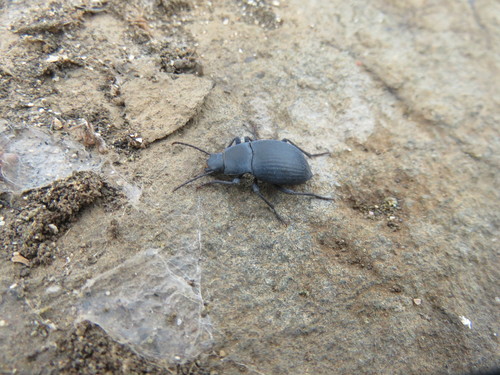 Hegeter amaroides · iNaturalist