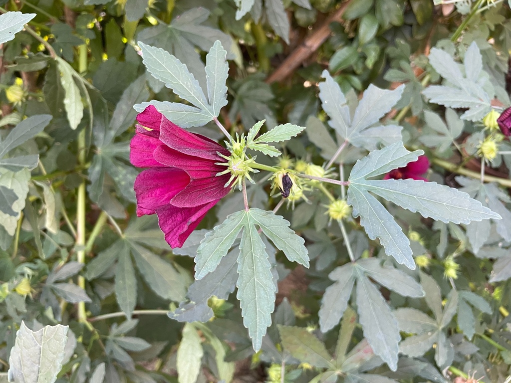 Hibiscus radiatus from 305台灣新竹縣新埔鎮 on November 18, 2023 at 04:22 PM by ...