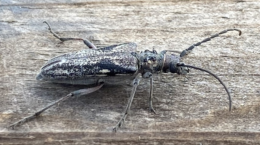 Aristogitus cylindricus from Knysna Rural, WC, ZA on November 17, 2023 ...