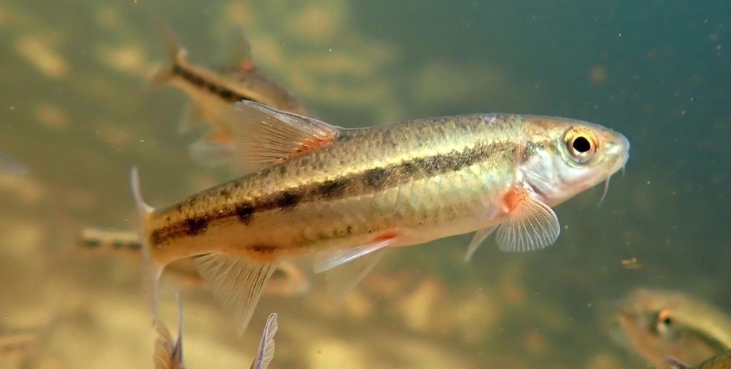 Clanwilliam Redfin from Breekkrans River on November 16, 2023 at 02:13 ...