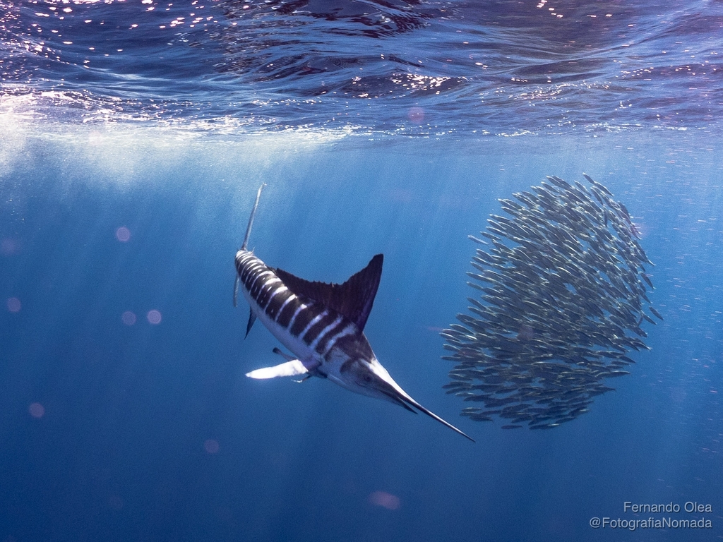 Ray-finned Fishes (Actinopterygii) - Marine Life Identification