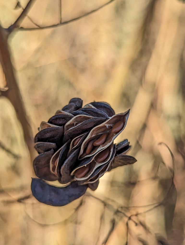 Illinois bundleflower from Empire Township, MN, USA on November 18 ...