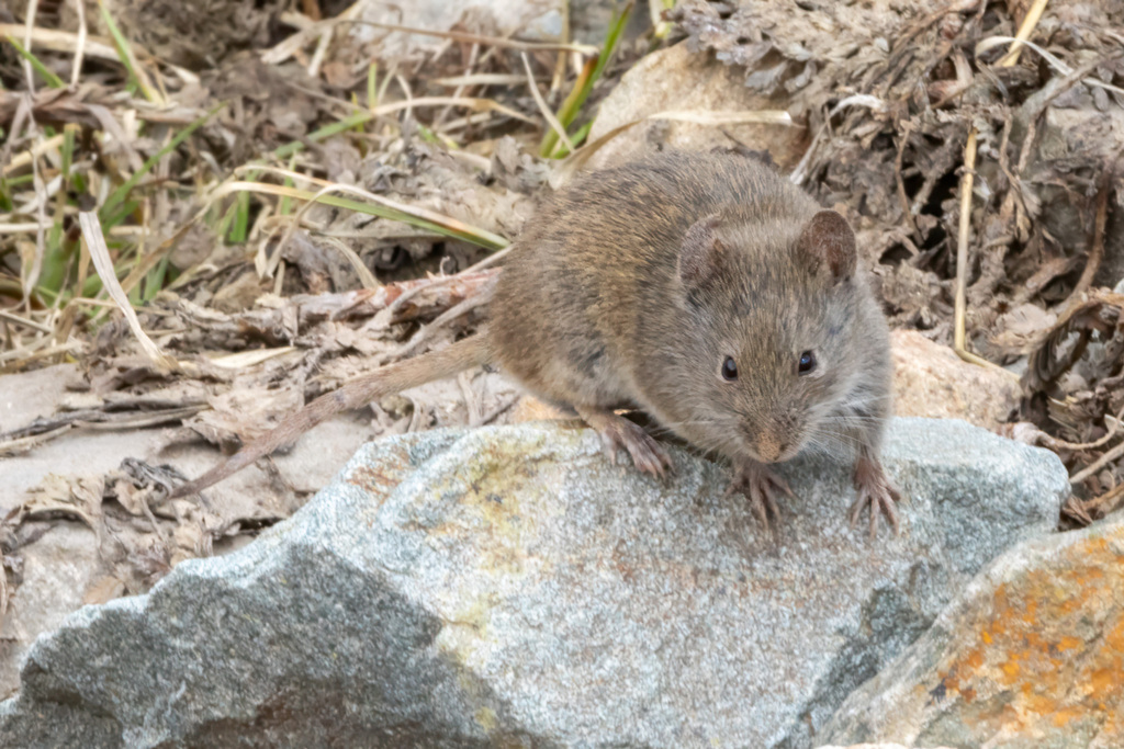 Andean Altiplano Mouse from Cordillera Province, Santiago Metropolitan ...