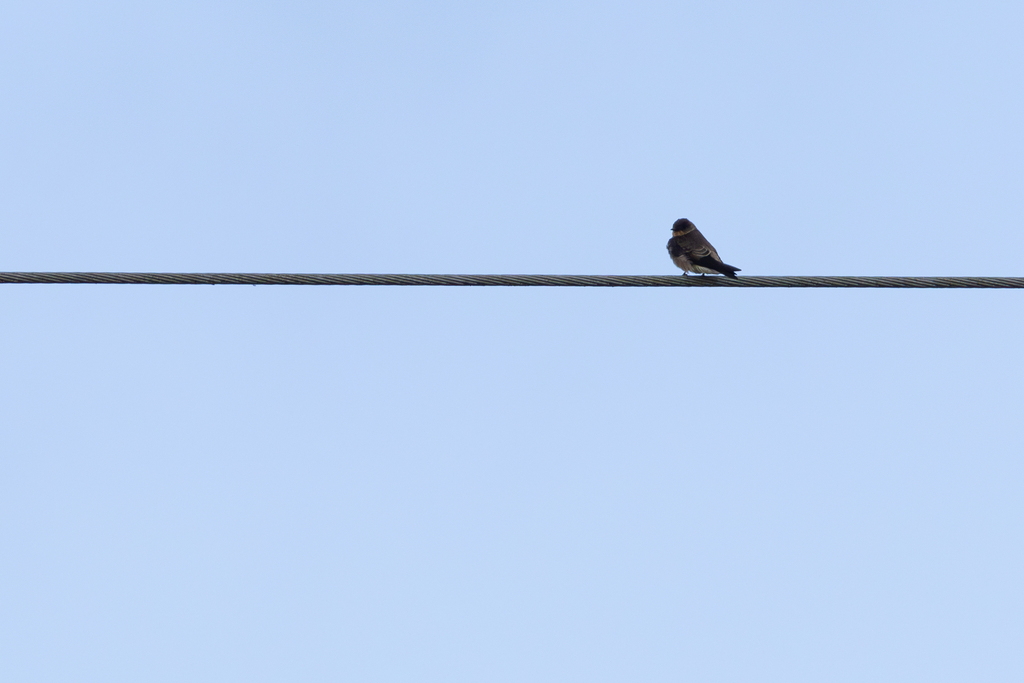 Southern Rough-winged Swallow from Colón District, Panama on October 31 ...