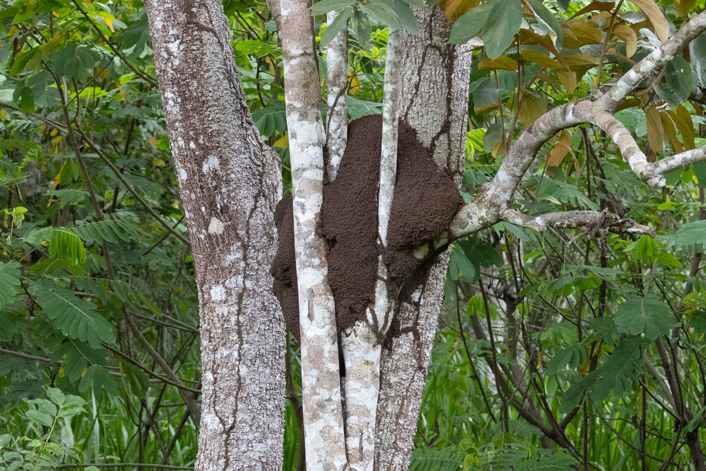 Winged and Once-winged Insects from Colón District, Panama on October ...