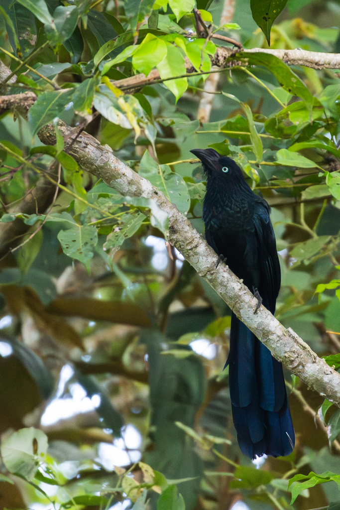 Greater Ani from Colón District, Panama on October 31, 2023 at 06:00 AM ...