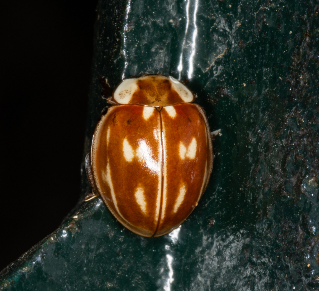 Striped Ladybird from La Sayuela, Ávila, Spain on November 18, 2023 at ...