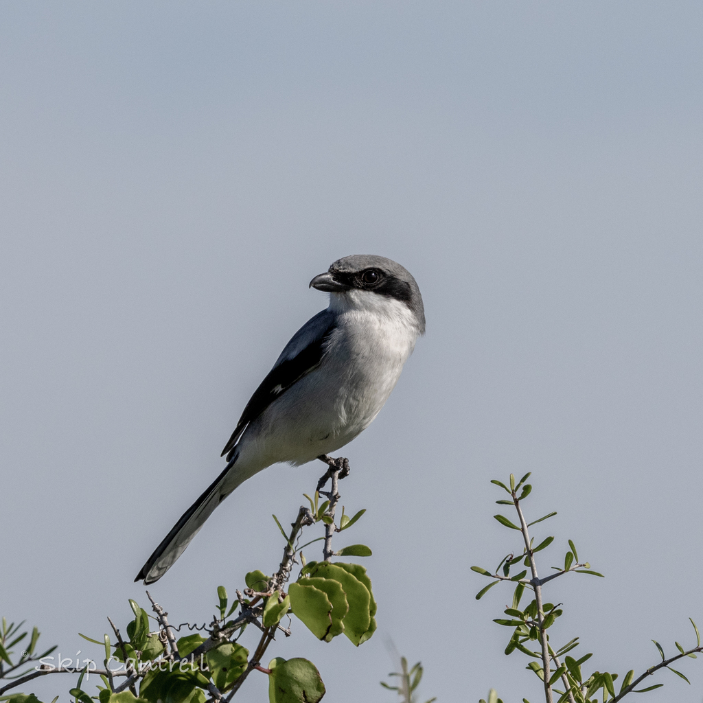 Loggerhead Shrike from South Side, Corpus Christi, TX, USA on November ...