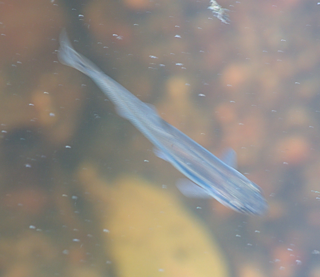 True Minnows from Boulder, CO, USA on November 6, 2023 at 12:58 PM by ...