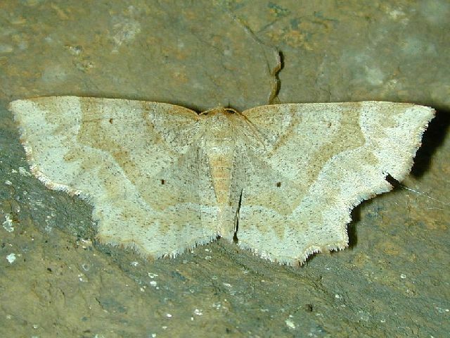 Pale Metarranthis Moth from Bear Mt., Orange County, NY, USA on June 10 ...