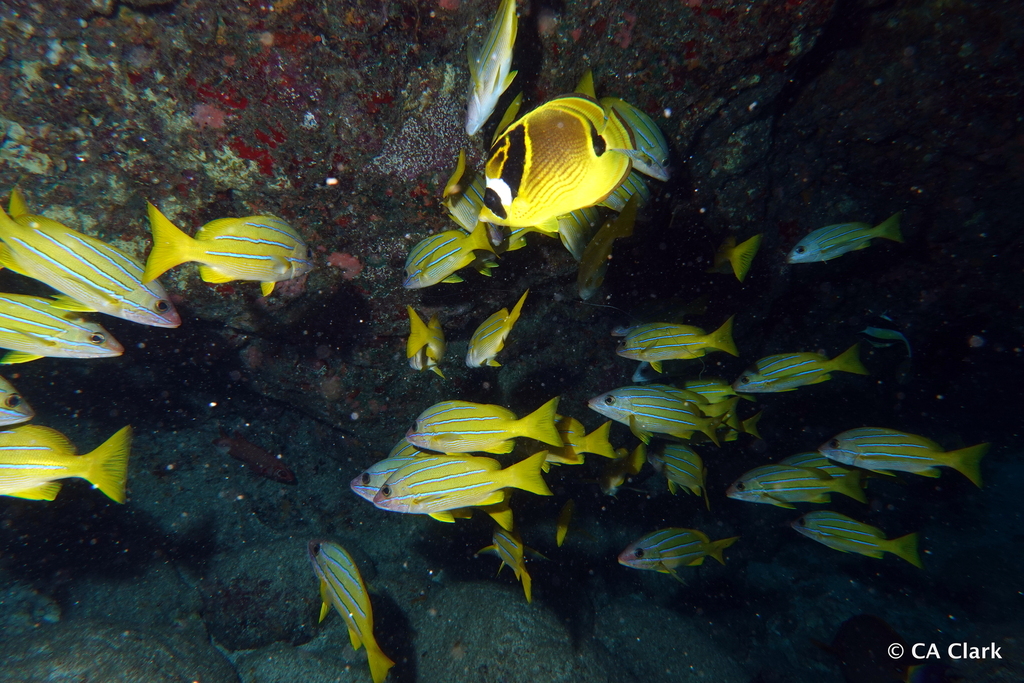 Bluestriped Snapper from Kailua-Kona, Hawai'i, Hawai'i, USA on ...